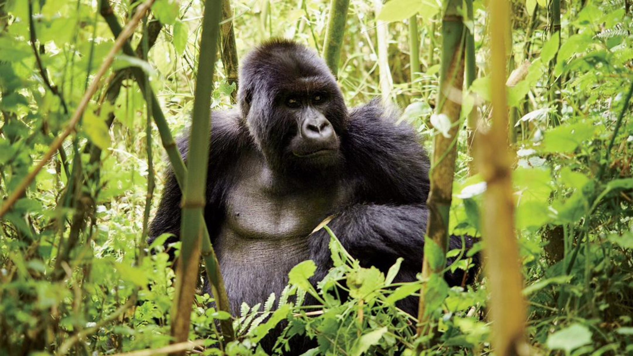 4 days gorilla safaris in Rwanda and golden monkey trekking.