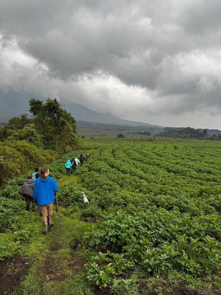 Why Rwanda’s Gorilla Tourism Is the Most Ethical in Africa..