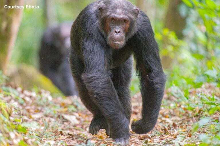 Nyungwe Forest National Park – Chimpanzees & Canopy Walk....